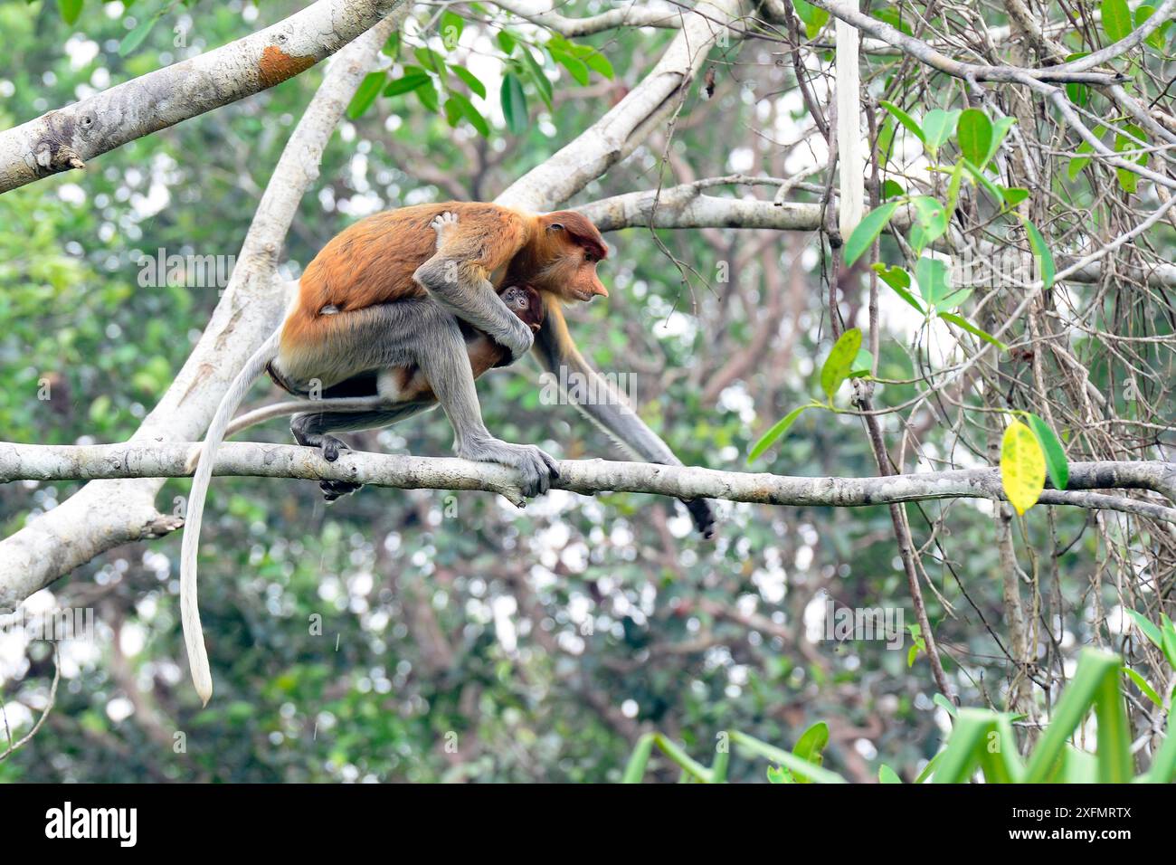Proboscis monkey (Nasalis larvatus) female holding infant close ...