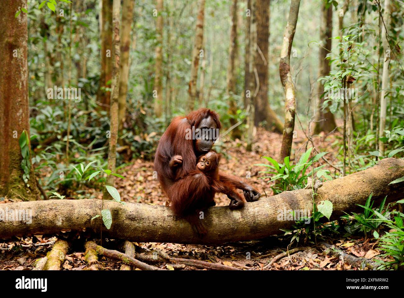Bornean orangutan (Pongo pygmaeus wurmbii) female holding infant ...