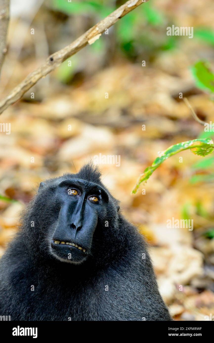 Black crested macaque (Macaca nigra) male, portrait, Tangkoko National ...