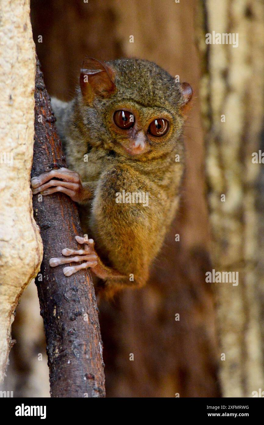 Spectral tarsier (Tarsius tarsier), endemic to Sulawesi, Tangkoko ...