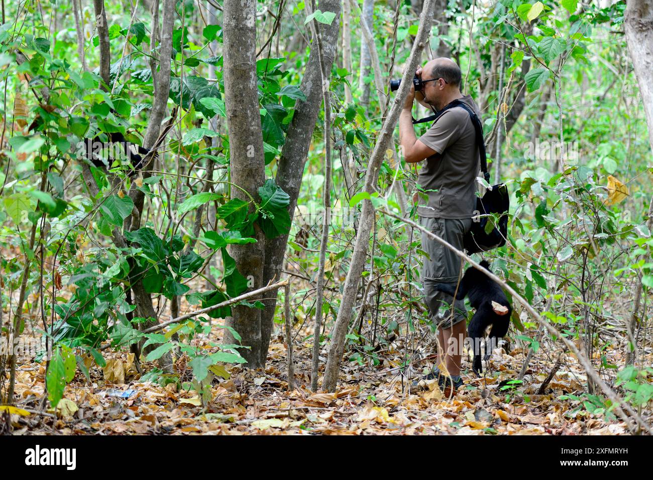 Black crested macaque (Macaca nigra) jumping on a tourist photographing ...