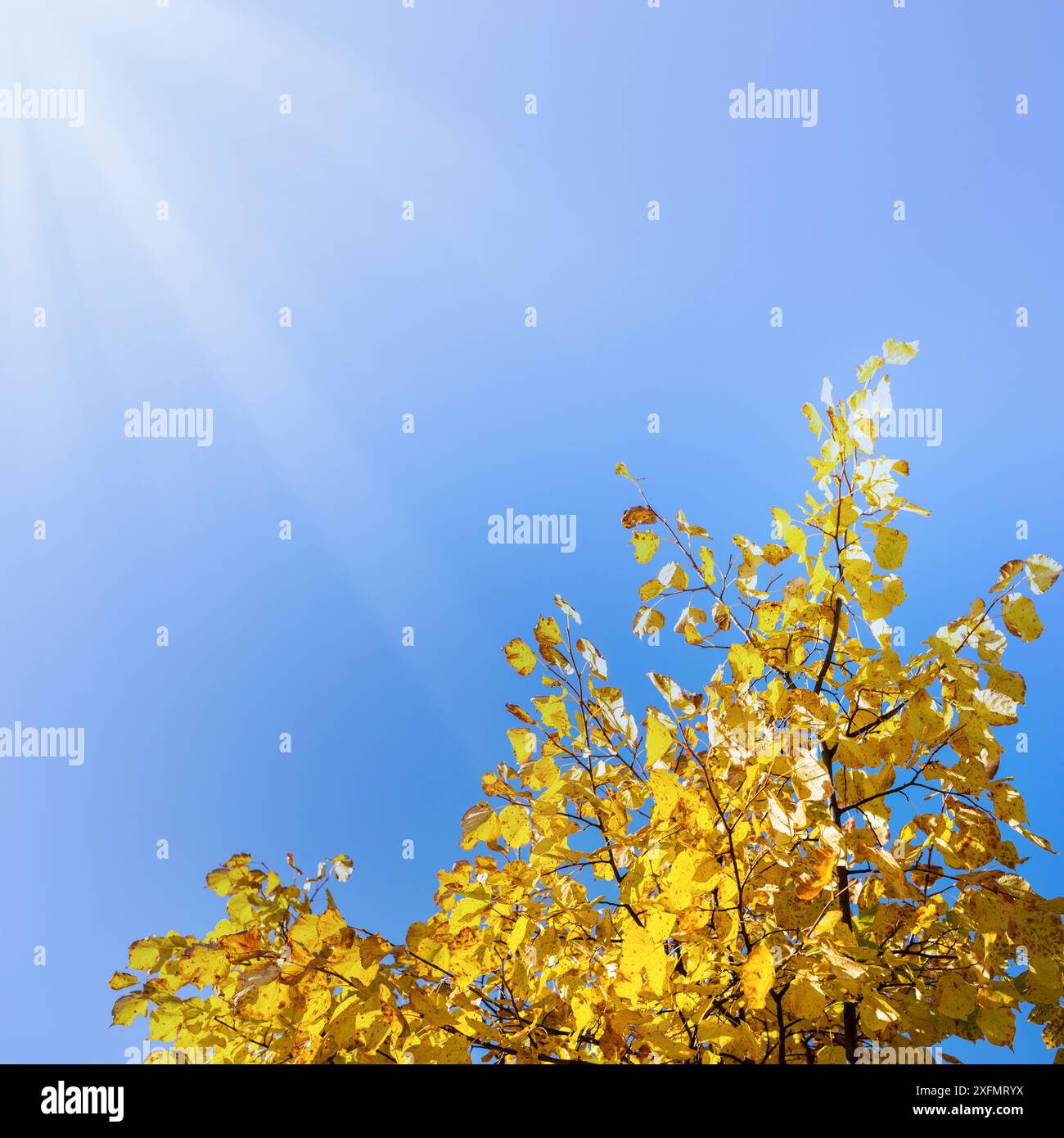 Tree top with golden yellow leaves set against vibrant blue sky with ...