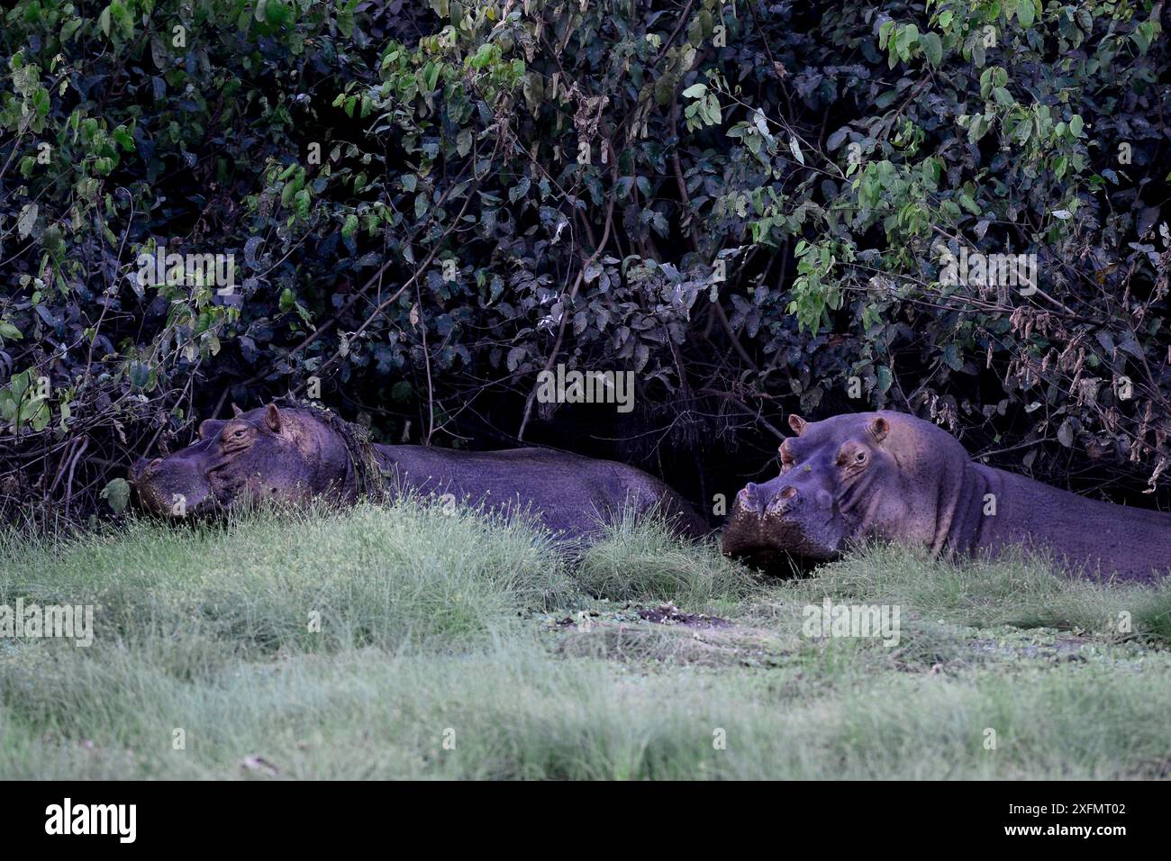 Hippopotamuses (Hippopotamus amphibius), two standing, Anor Lagoon ...