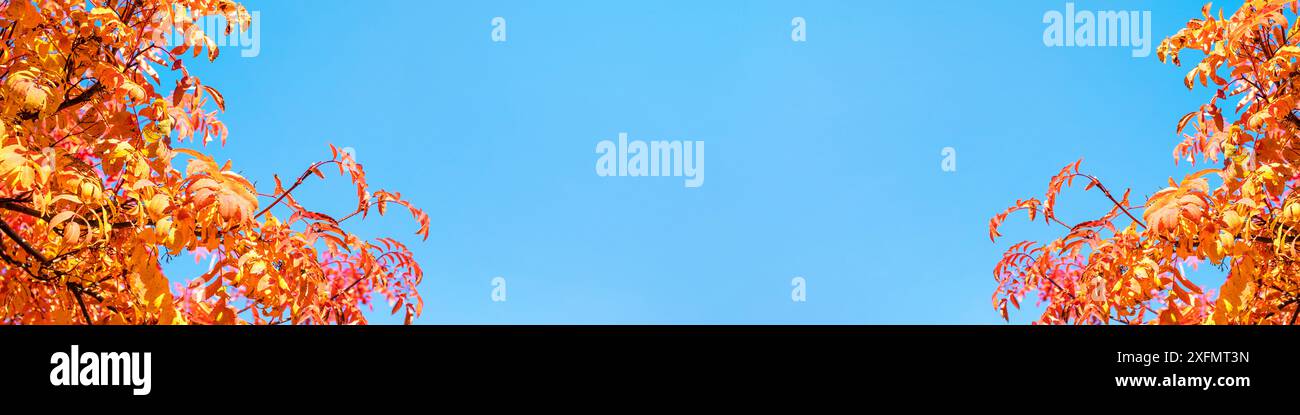 Sunlit rowan tree branches hi-res stock photography and images - Alamy