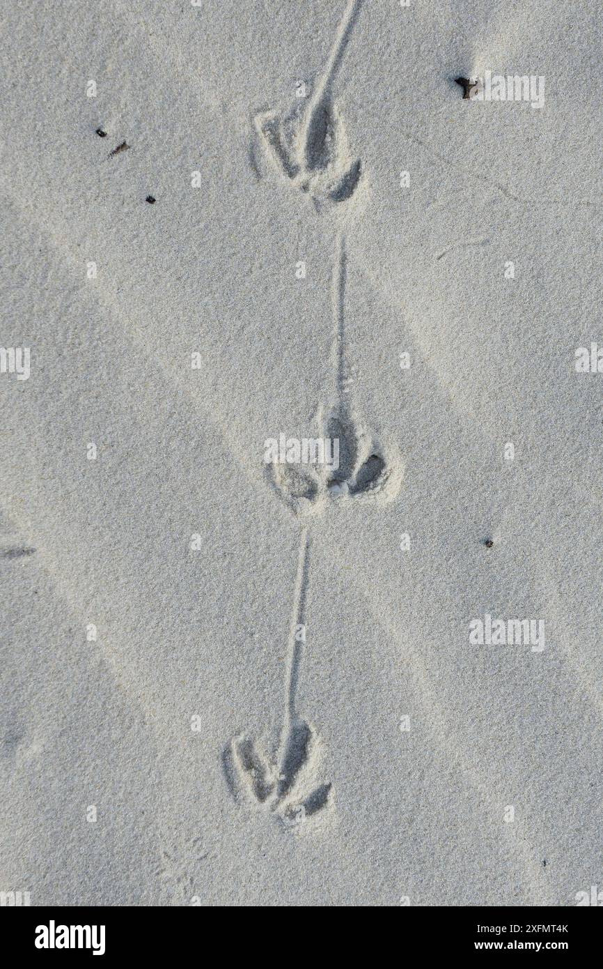 Wading bird footprints in sand on beach, Orango Islands National Park ...