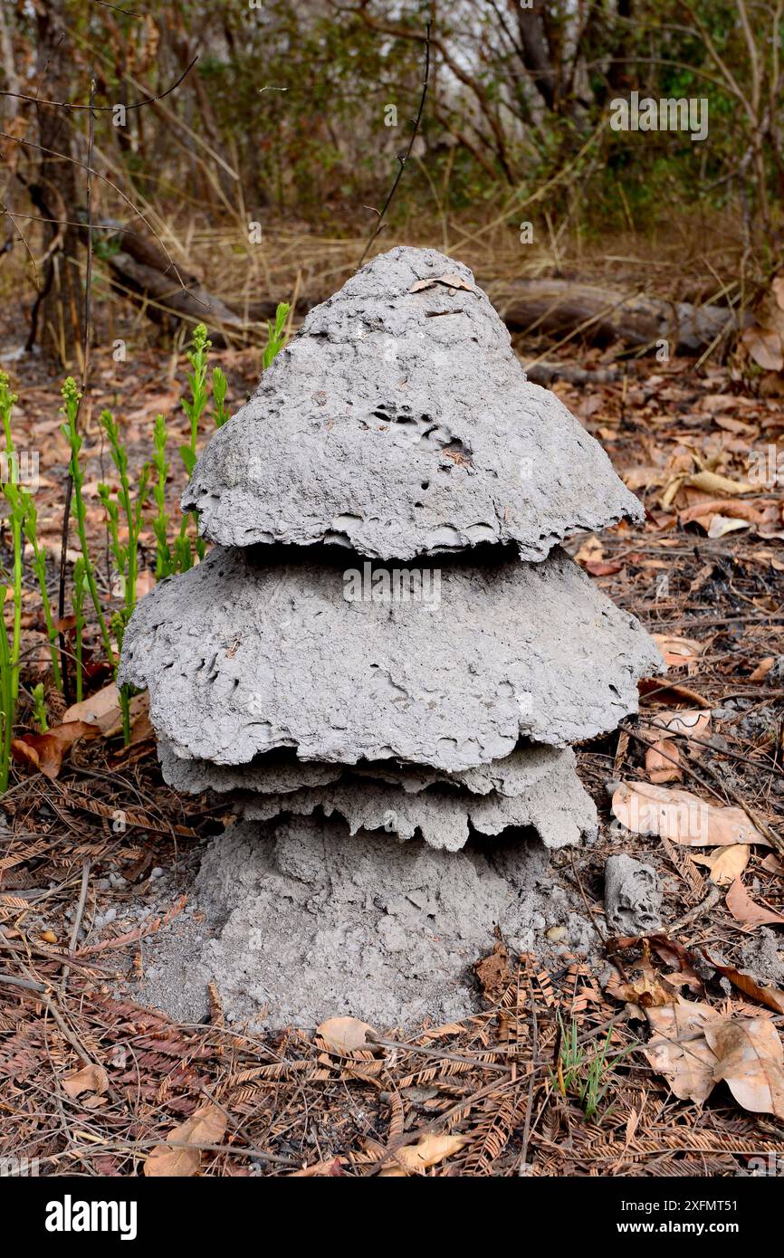 Termite colony Lagoons of Cufada ( Lagoas de Cufada) Natural Park ...