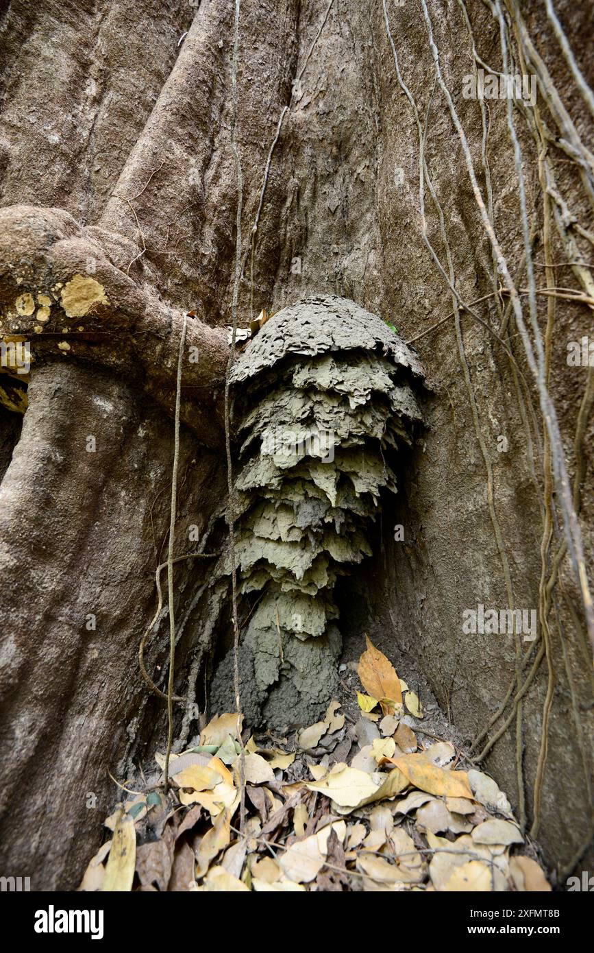 Termite colony at foot of large tree, Lagoons of Cufada ( Lagoas de ...