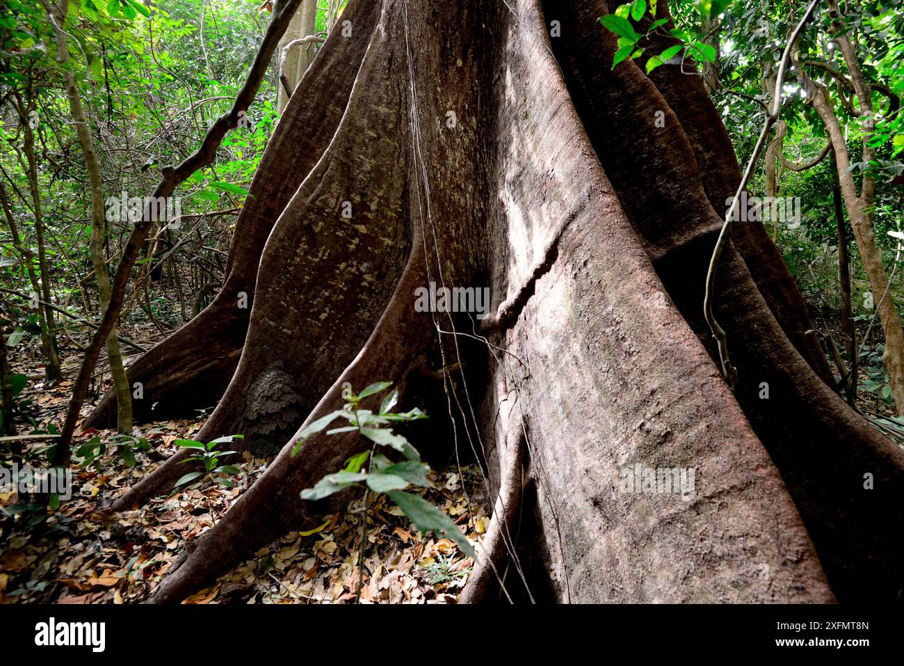 Buttress roots at base of big tree in jungle, Lagoas de Cufada Natural ...