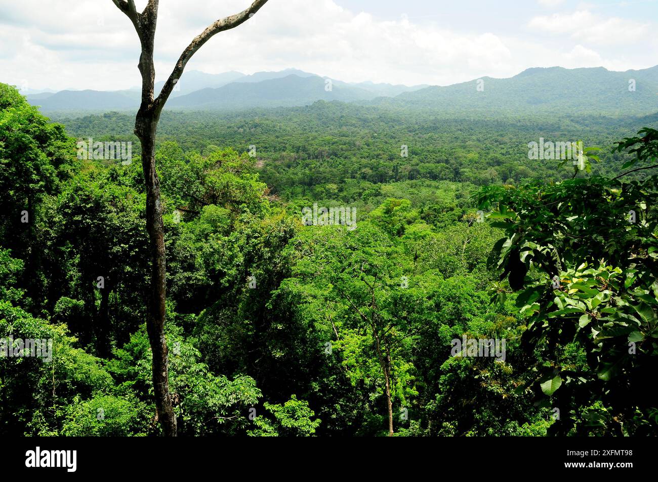 Landscape of tropical rainforests in Rio Platano Biosphere Reserve and ...