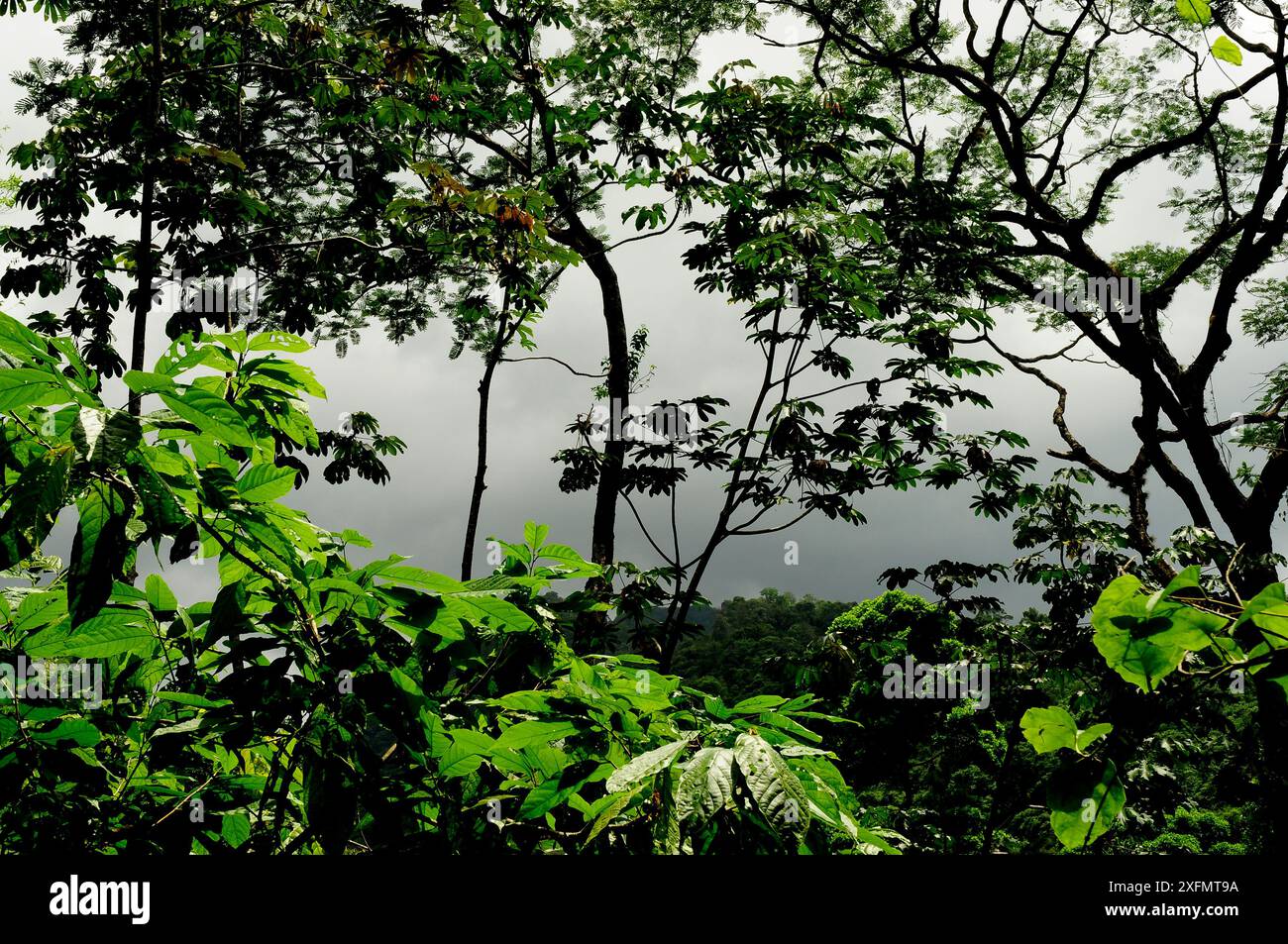 Tropical rainforest in Rio Platano Biosphere Reserve and UNESCO World ...