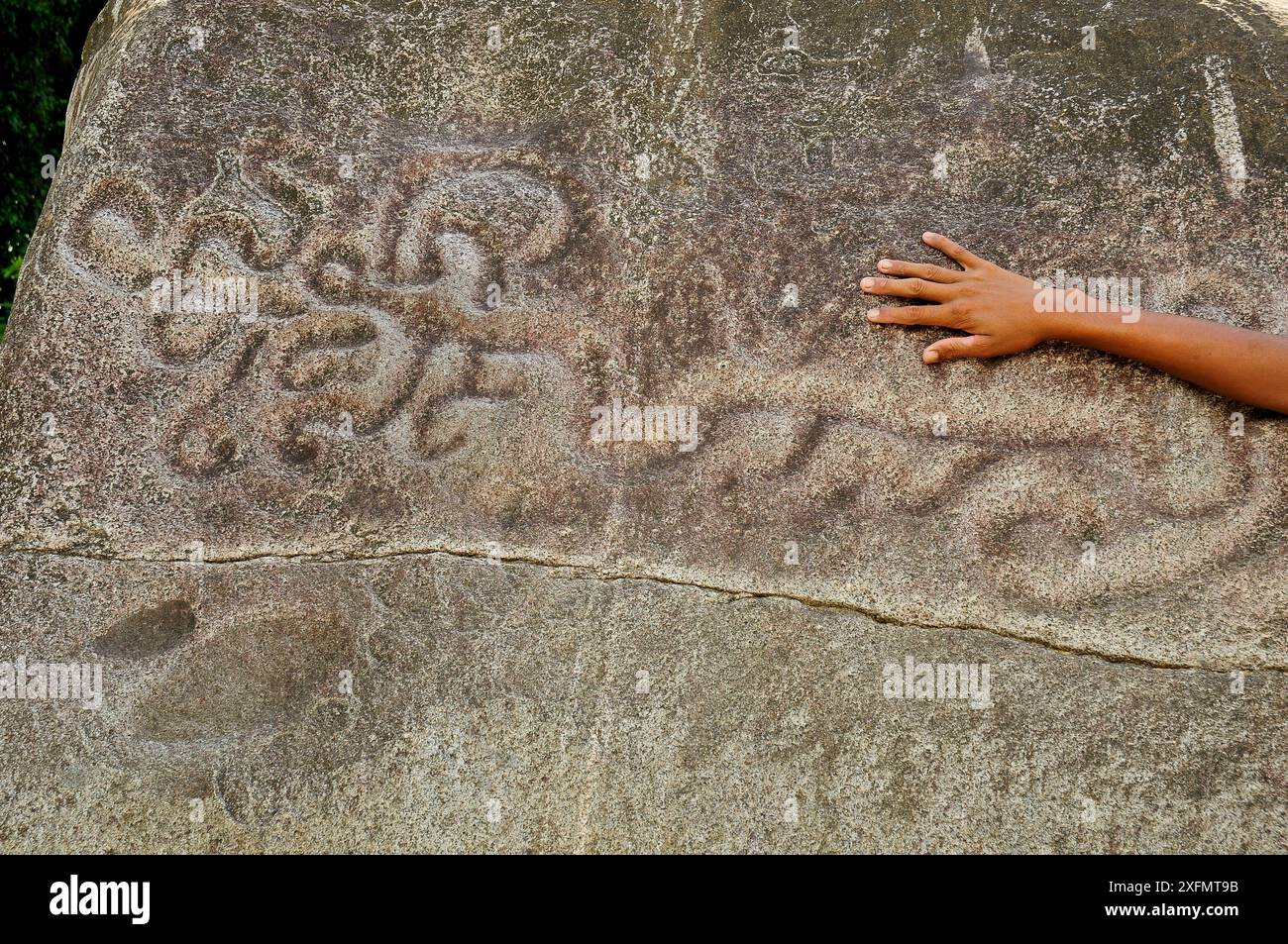 Petroglyphs of Walpaulban with human hand for scale, Rio Platano ...
