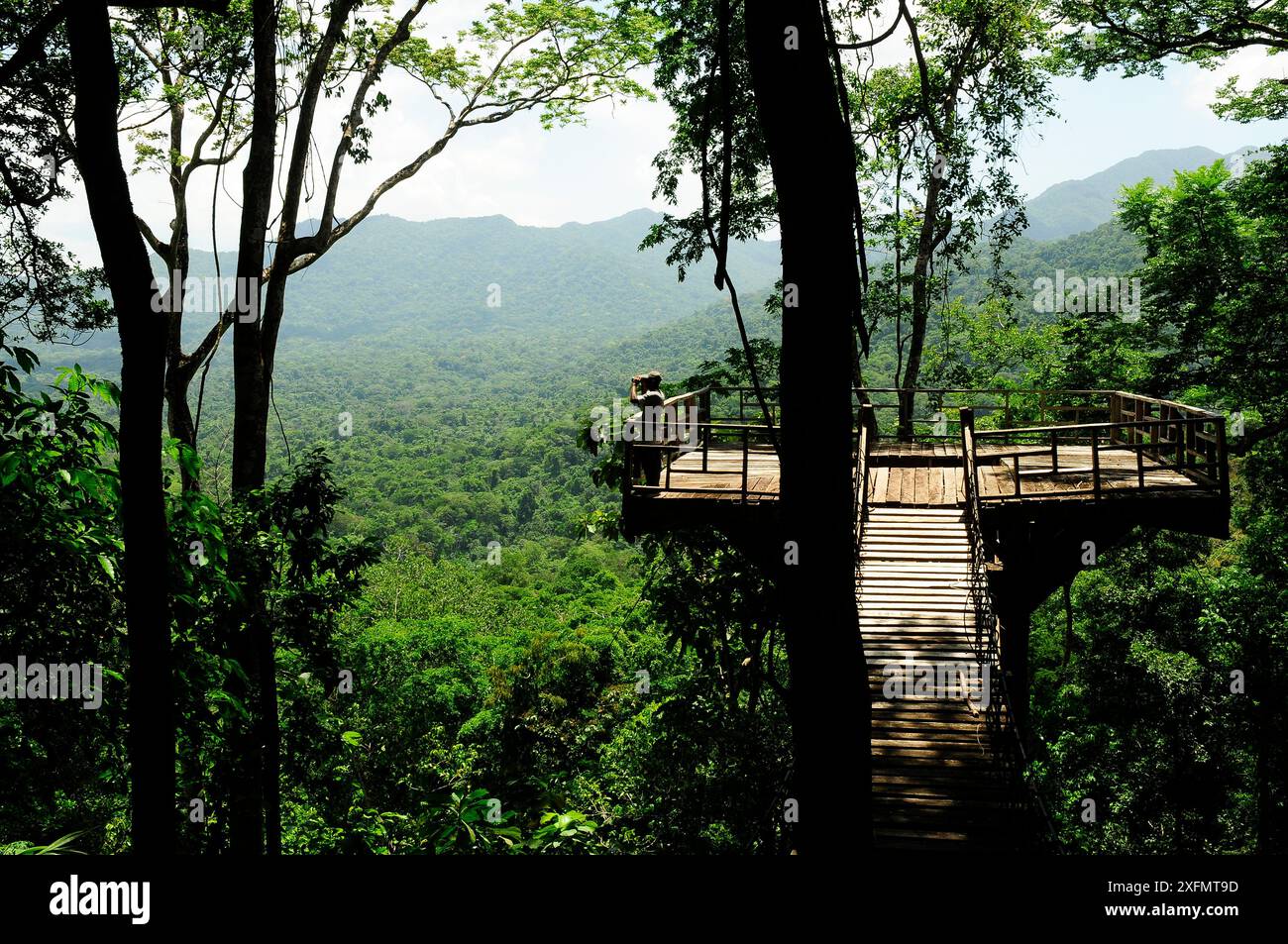 Observation tower overlooking rainforest, Rio Platano Biosphere Reserve ...