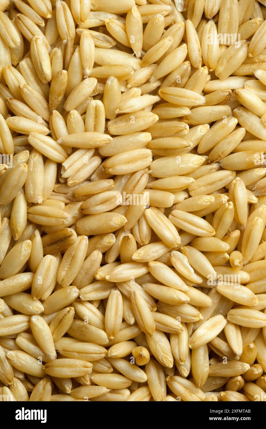 Oat husks hi-res stock photography and images - Alamy