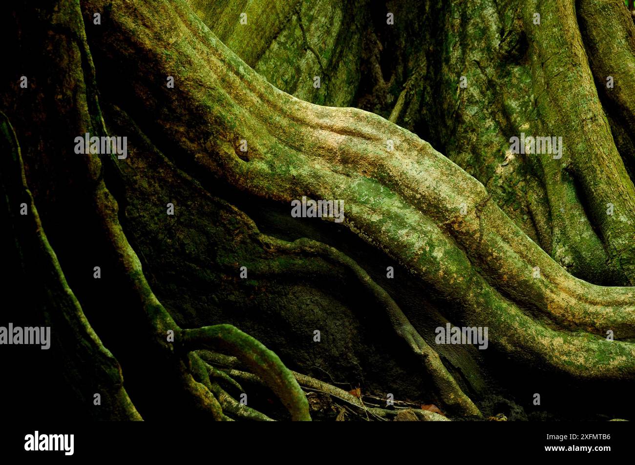 Roots of a large tree inside the forest. Rio Platano Biosphere Reserve ...