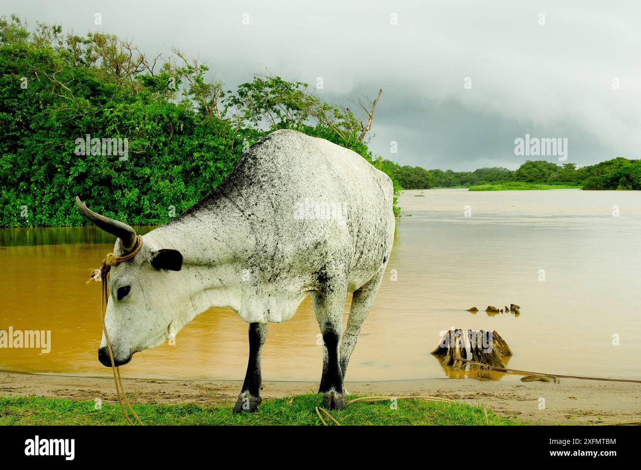 Cow on the banks of the Platano River, Rio Platano Biosphere Reserve ...