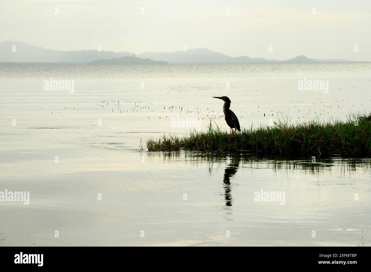 Green heron (Butorides virescens) mouth of the RÃ­o PlÃ¡tano, Rio ...