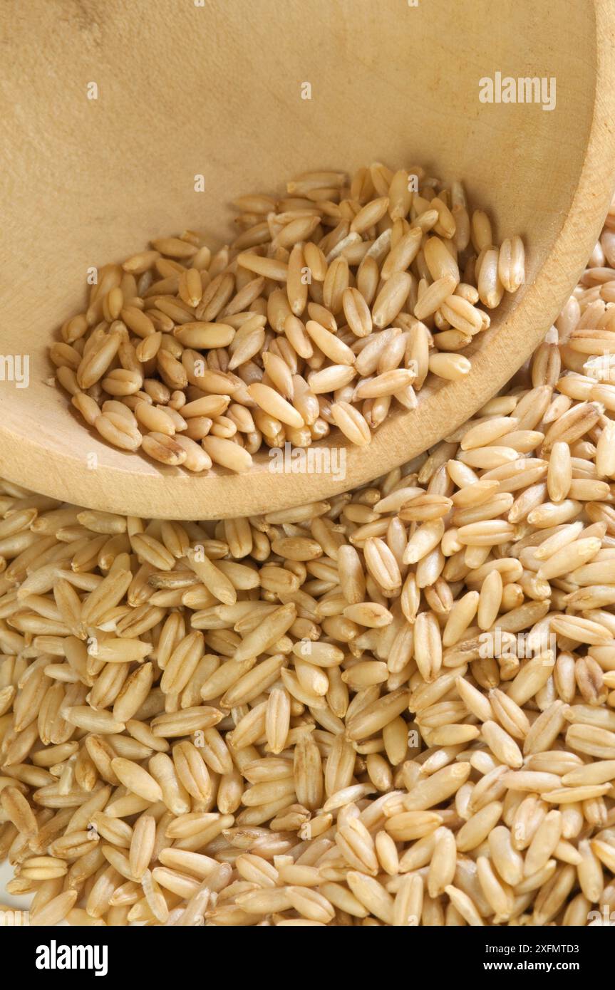Oat husks hi-res stock photography and images - Alamy