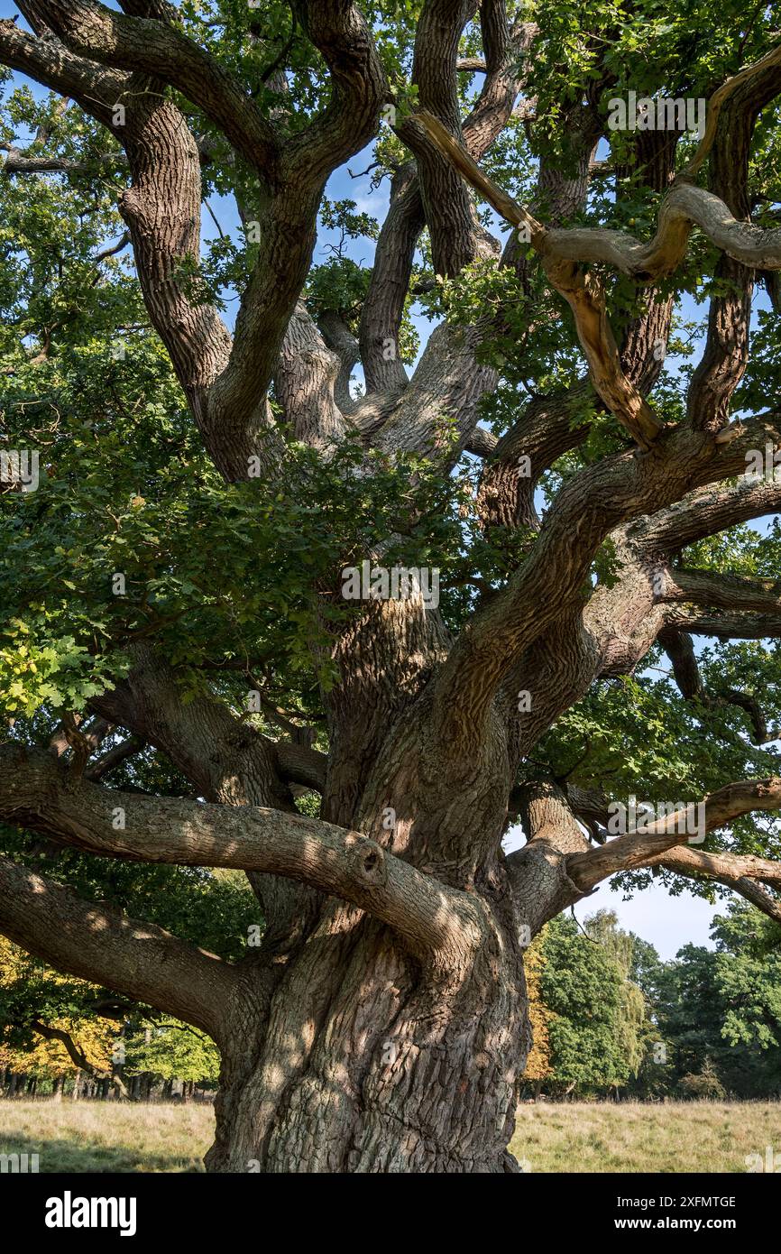 Centuries old English oak / pedunculate oak (Quercus robur) in late ...