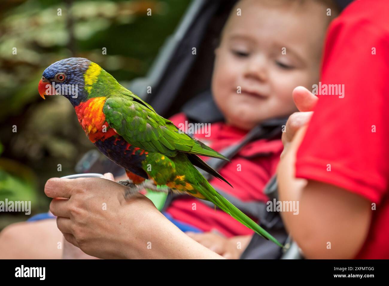 Baby looking at tame Rainbow lorikeet / Swainson's Lorikeet ...