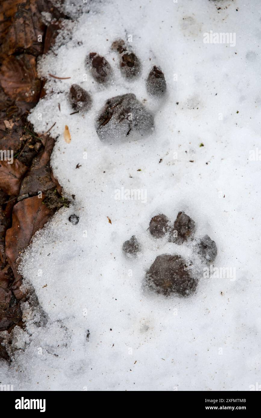 Pugmarks of Eurasian lynx (Lynx lynx) in melting snow, Bavarian Forest ...