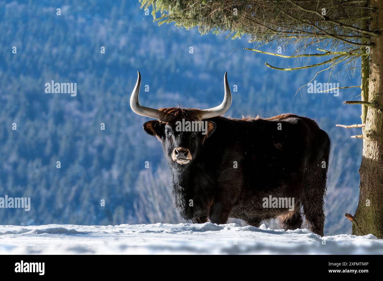 Heck cattle (Bos domesticus) bull under tree in the snow in winter ...