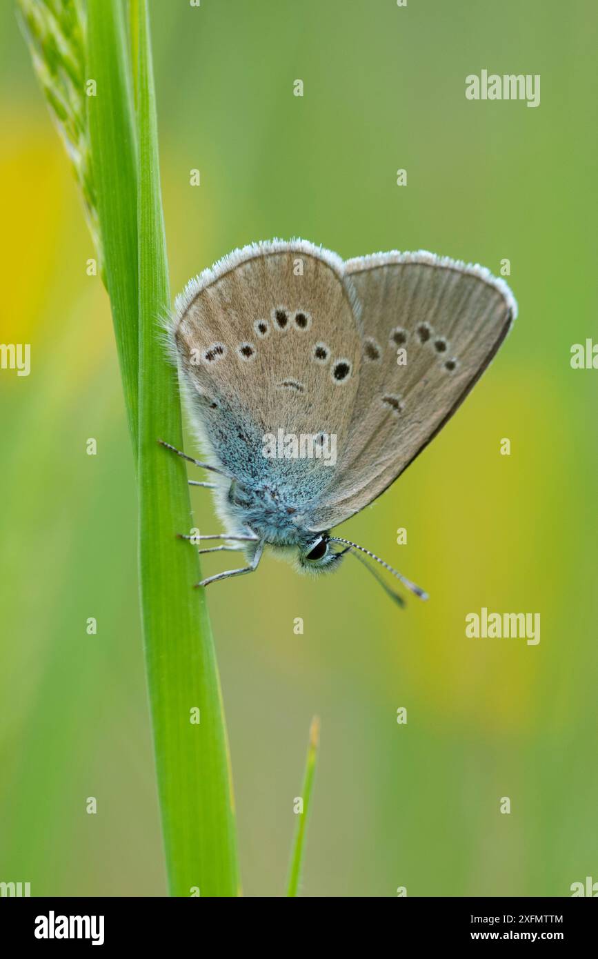 Mazarine blue butterfly (Cyaniris semiargus) Aosta Valley, Gran ...