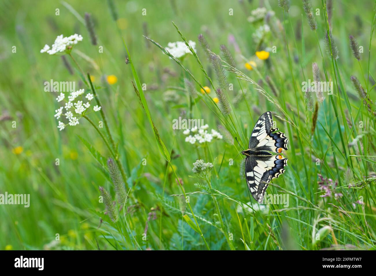 Common swallowtail butterfly (Papilio machaon) Aosta Valley, Gran ...