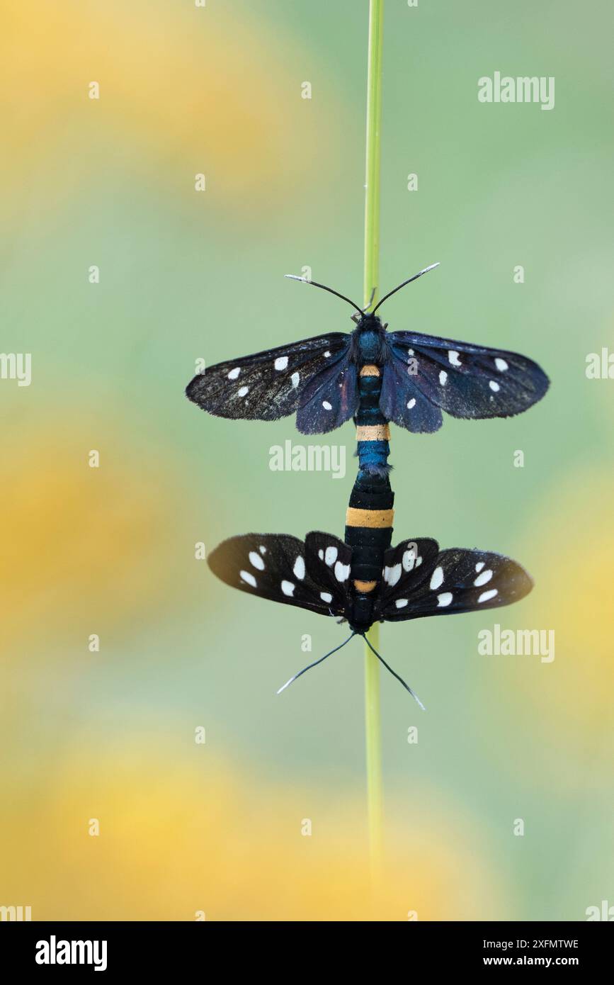 Nine spotted moth (Amata phegea) pair mating, Aosta Valley, Gran ...