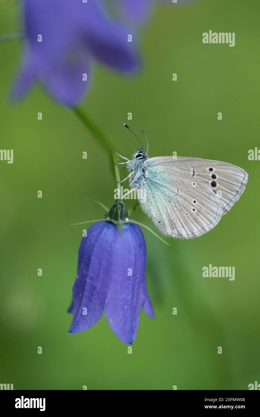 Green-underside blue butterfly (Glaucopsyche alexis) resting on ...