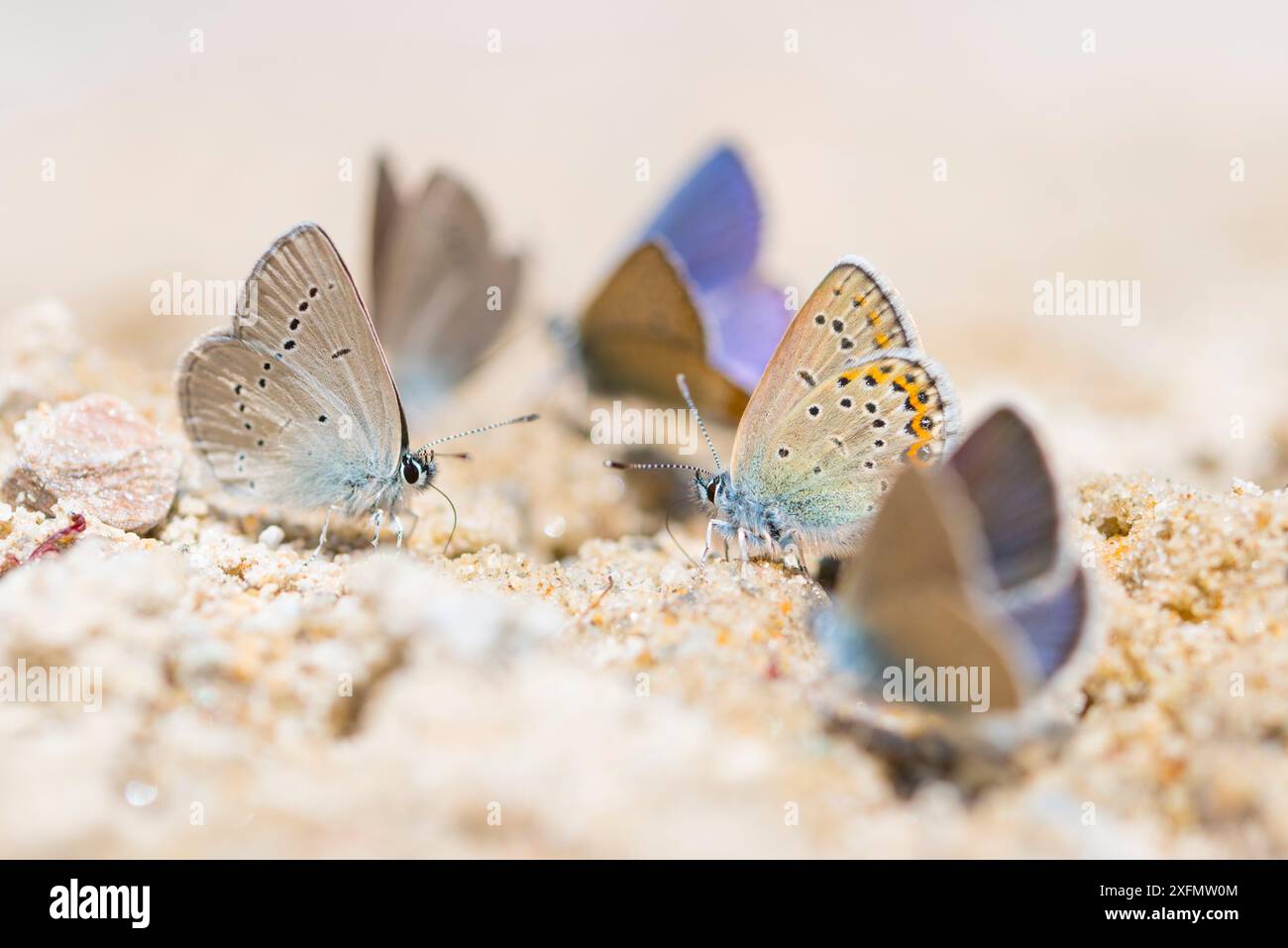 Butterflies of southern italy hi-res stock photography and images - Alamy