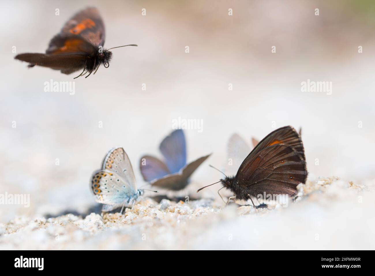 Butterflies of southern italy hi-res stock photography and images - Alamy