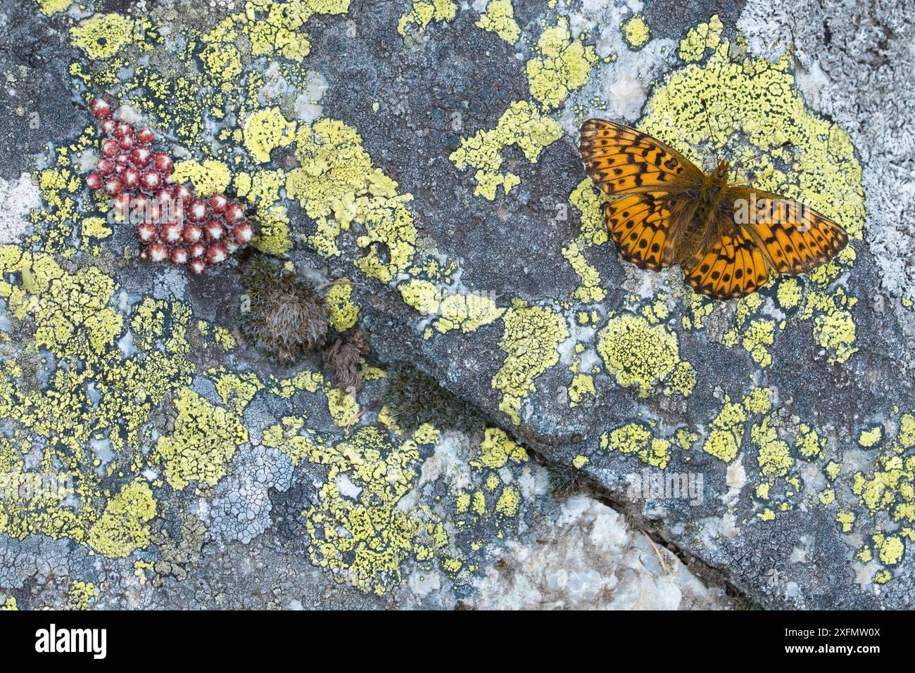Titania's fritillary (Boloria titania) basking on rock with Lichens ...