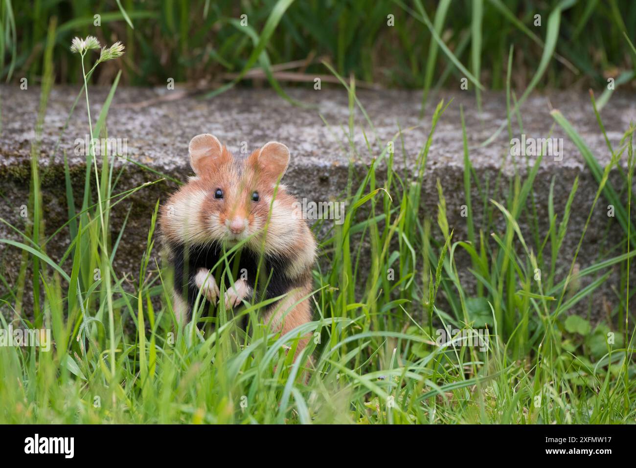 European hamster (Cricetus cricetus) in graveyard, with cheek pouches ...