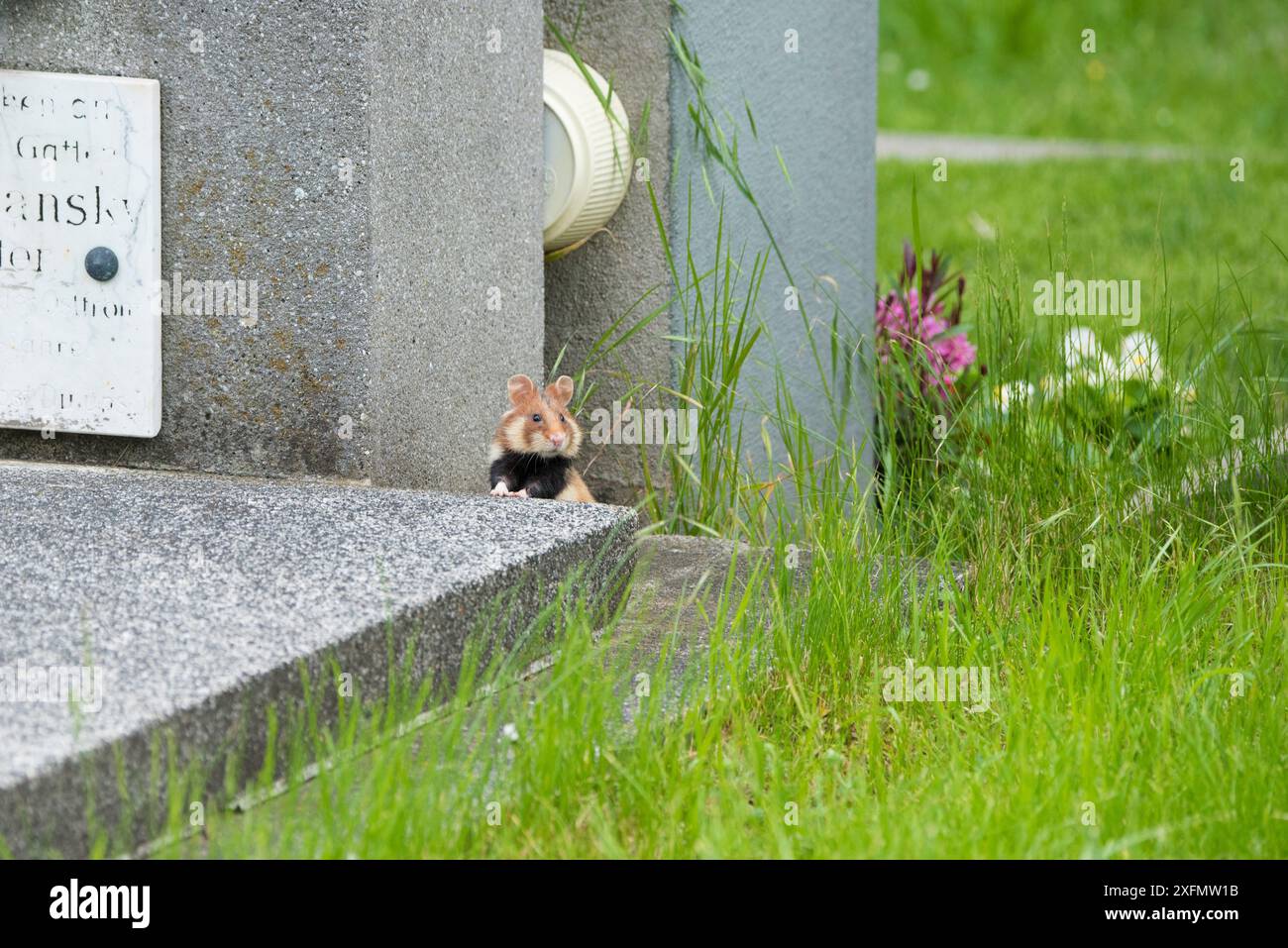 Black bellied hamster vienna hi-res stock photography and images - Alamy