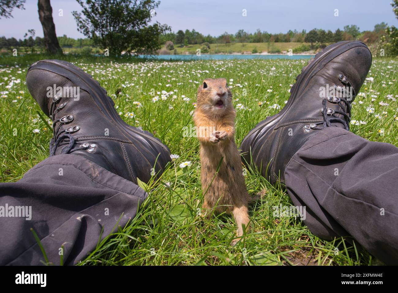 European ground squirrel / Souslik (Spermophilus citellus) approaching ...