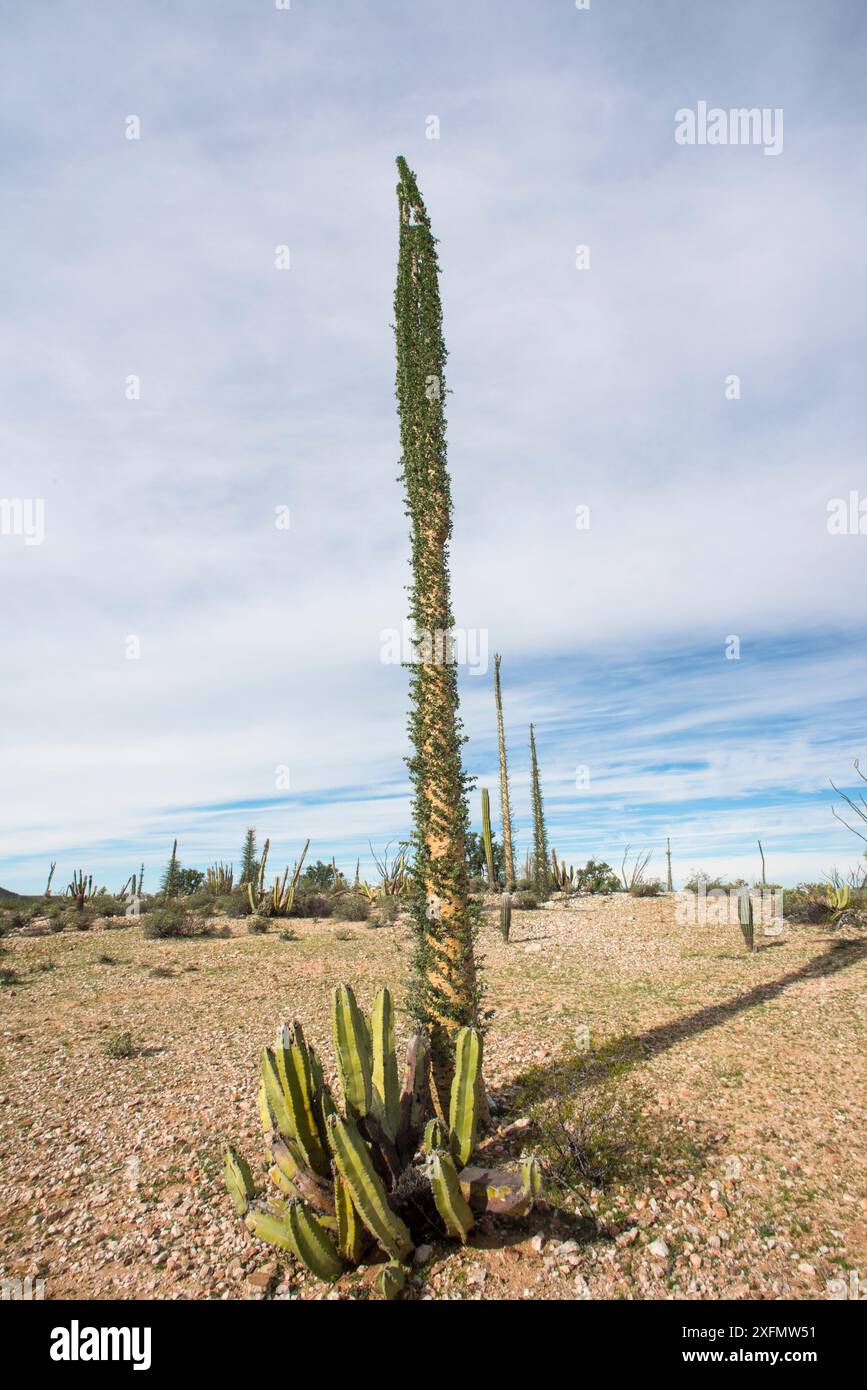 Boojum tree (Fouquieria columnaris), unique to central Baja California ...