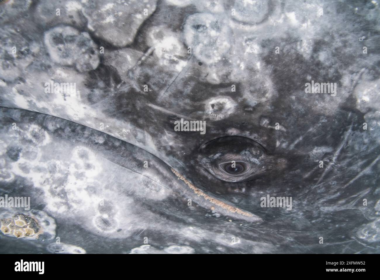 Gray whale (Eschrichtius robustus) eye up close, Scammons Lagoon, Baja California, Mexico Stock ...