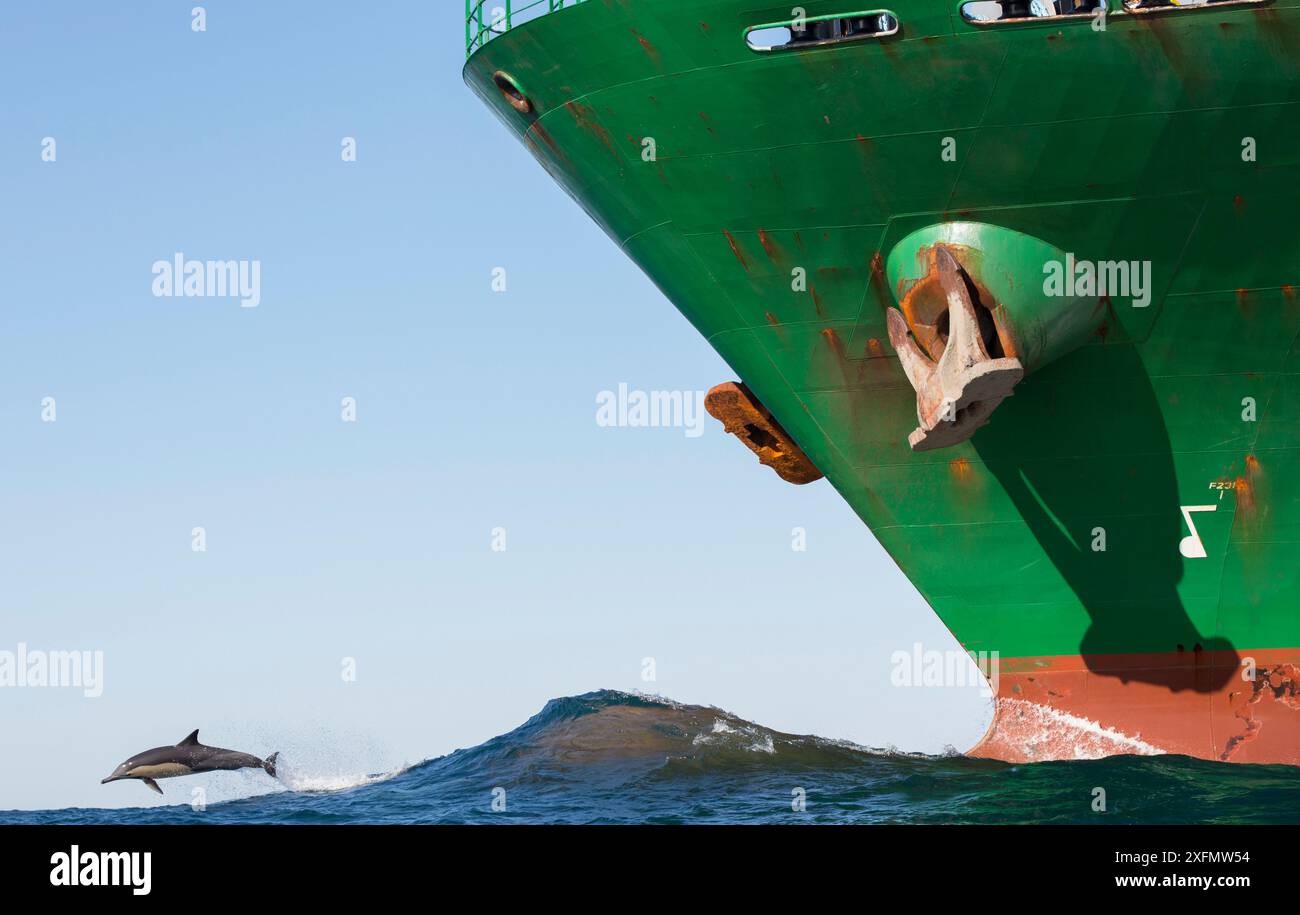 Long-beaked common dolphins (Delphinus capensis) breaching in front of ...