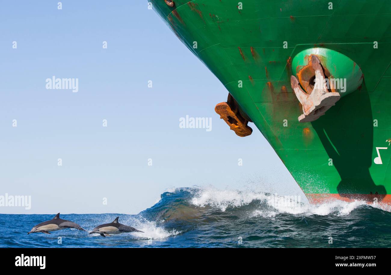 Long-beaked common dolphins (Delphinus capensis) breaching in front of ...