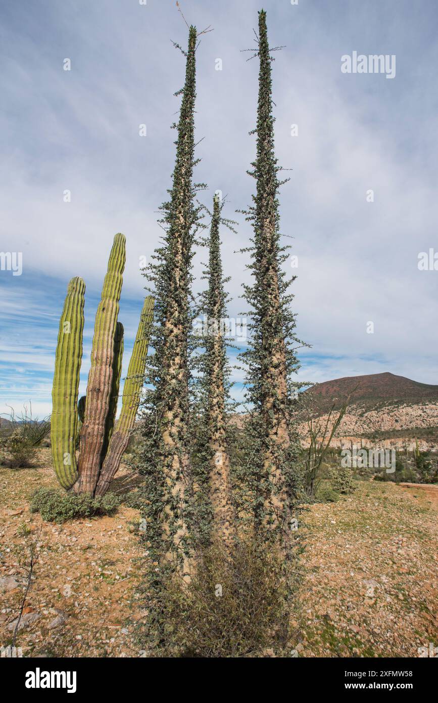 Boojum tree (Fouquieria columnaris), unique to central Baja California ...