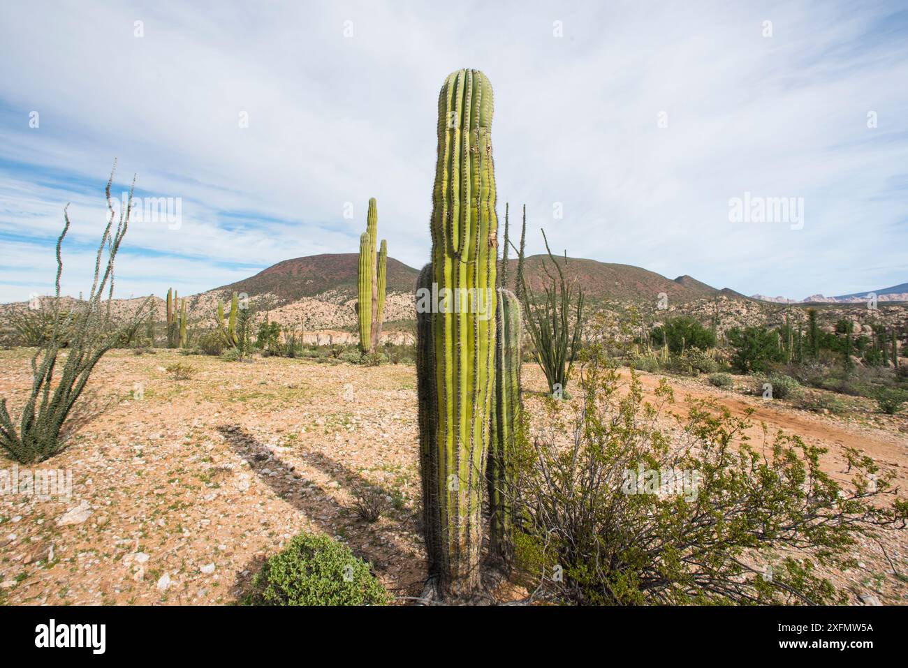 Cardon cactus (Pachycereus pringlei) in desert habitat, Baja California ...