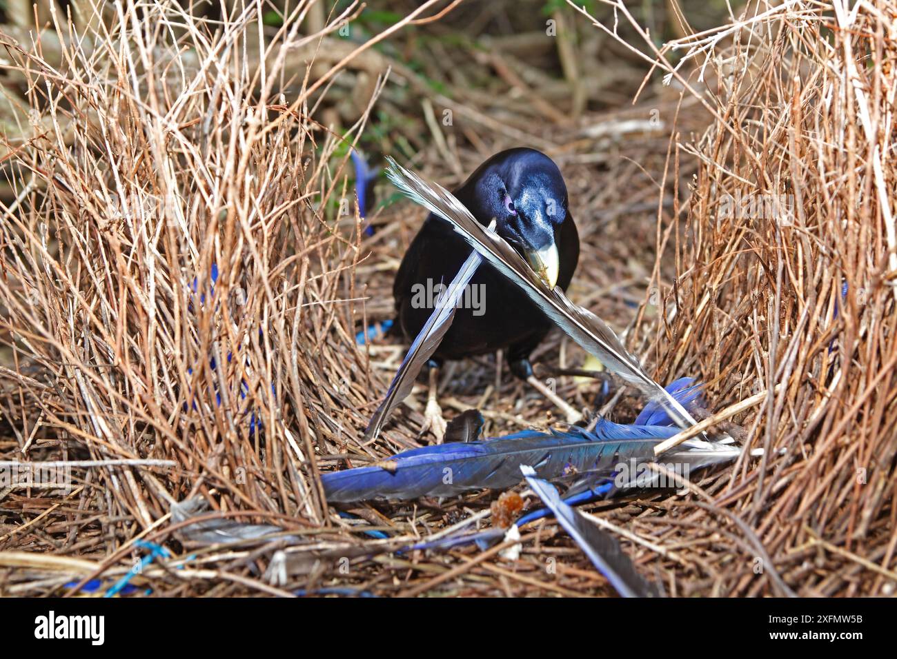 Satin bowerbird (Ptilonorhynchus violaceus) male building bower ...