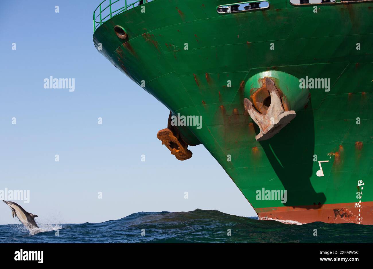 Long-beaked common dolphin (Delphinus capensis) breaching in front of ...