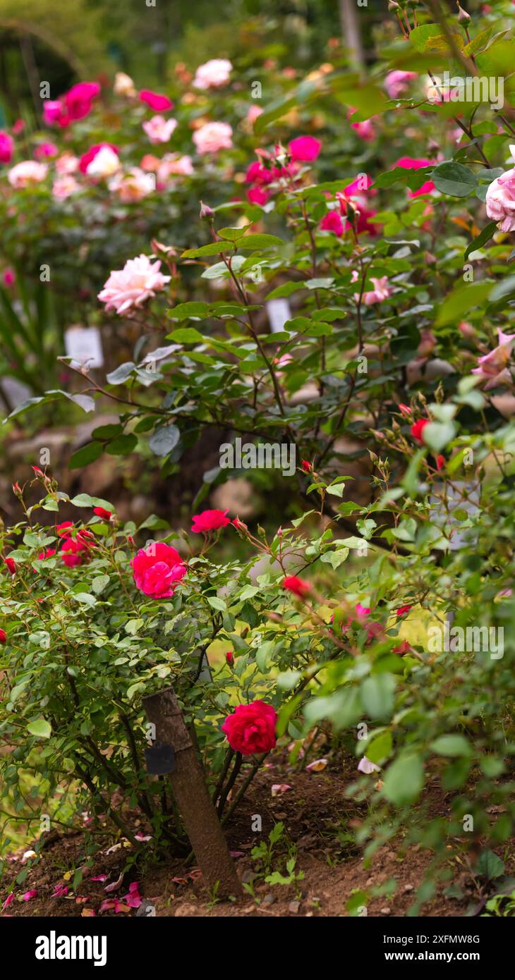 Beautiful roses of different shades in the botanical garden. Beautiful ...