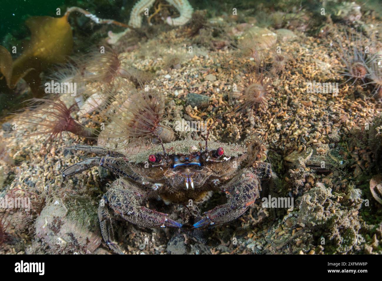 Velvet swimming crab (Necora puber) amongst burrowing anemones, in no ...
