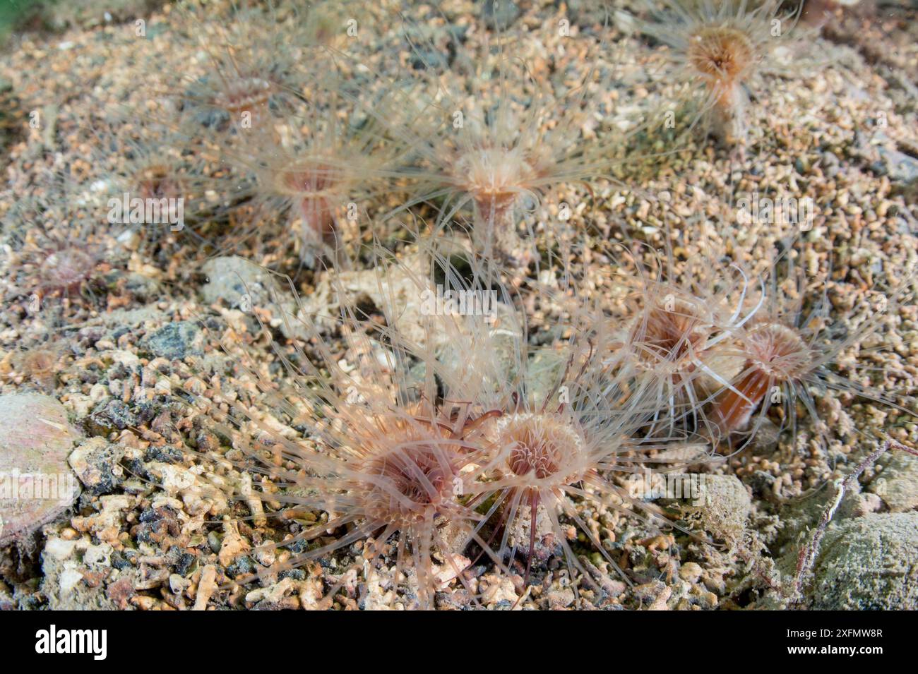 Shelly gravel hi-res stock photography and images - Alamy