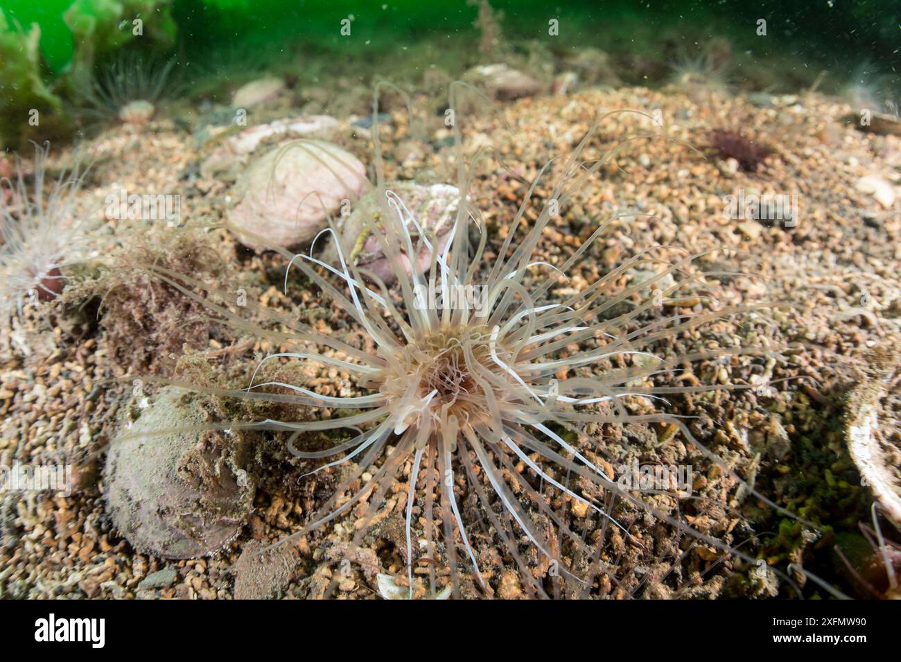 Burrowing anemone cerianthus lloydi hi-res stock photography and images ...