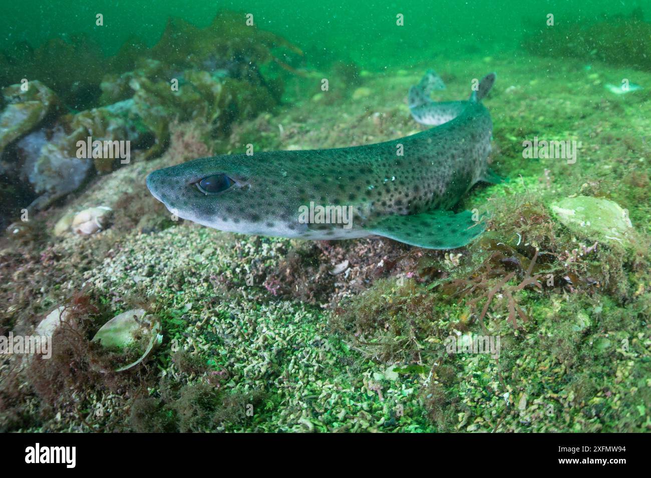 Shark catfishes hi-res stock photography and images - Alamy