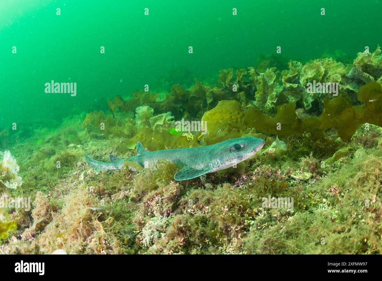 Lesser spotted catshark / Dogfish shark (Scyliorhinus canicula) on a ...