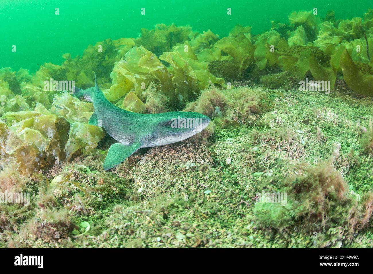 Lesser spotted catshark / Dogfish shark (Scyliorhinus canicula) on a ...